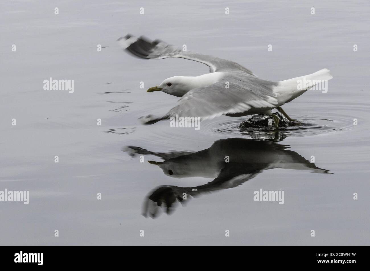 Common Gull starts from water, june 2020 | usage worldwide Stock Photo ...