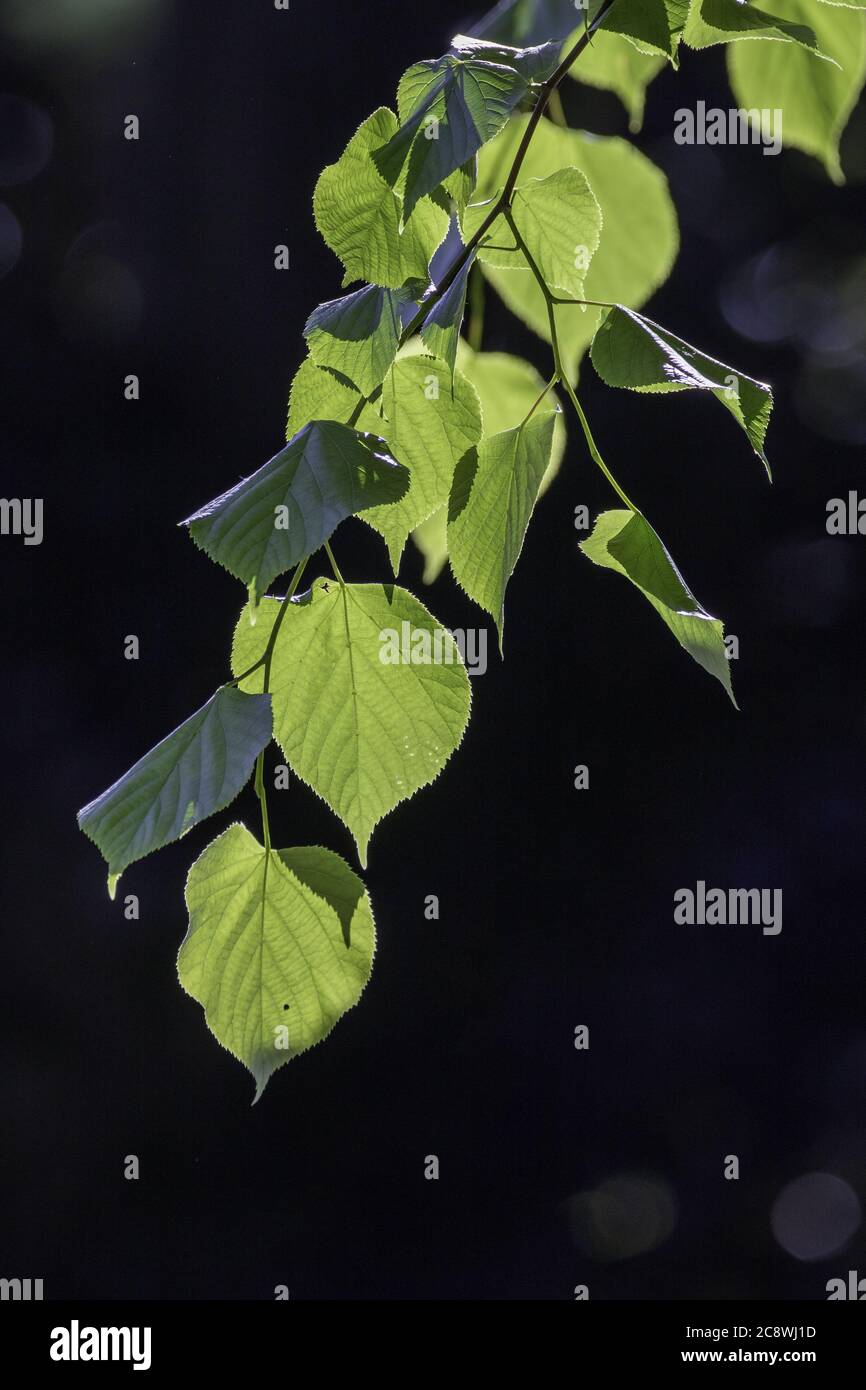 Lime tree leaves backlit, may 2020 | usage worldwide Stock Photo - Alamy