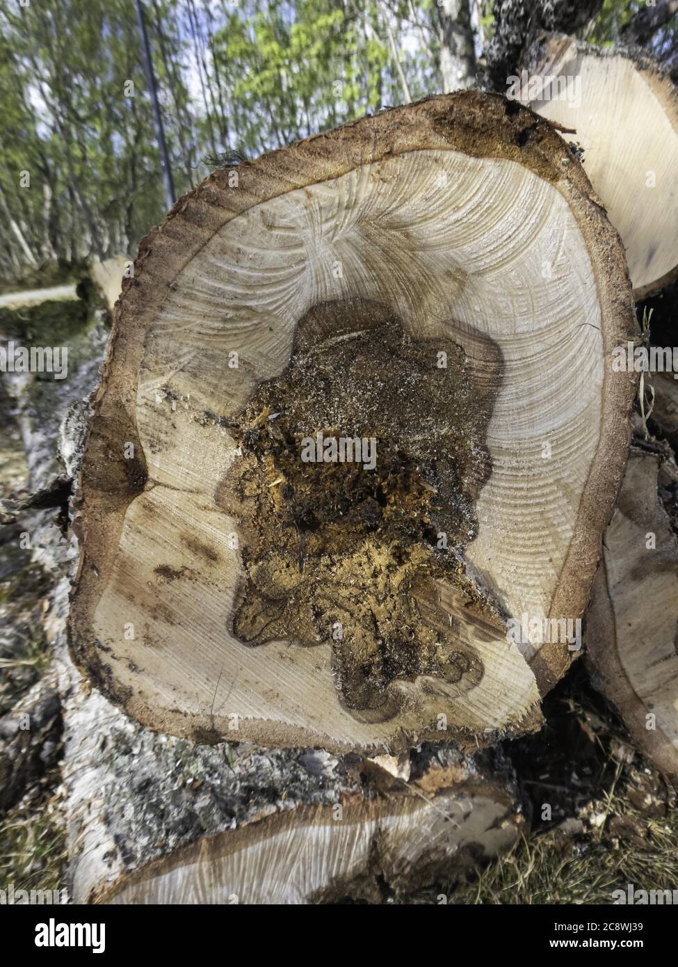 lumbered Birch tree with face, june 2020 | usage worldwide Stock Photo ...