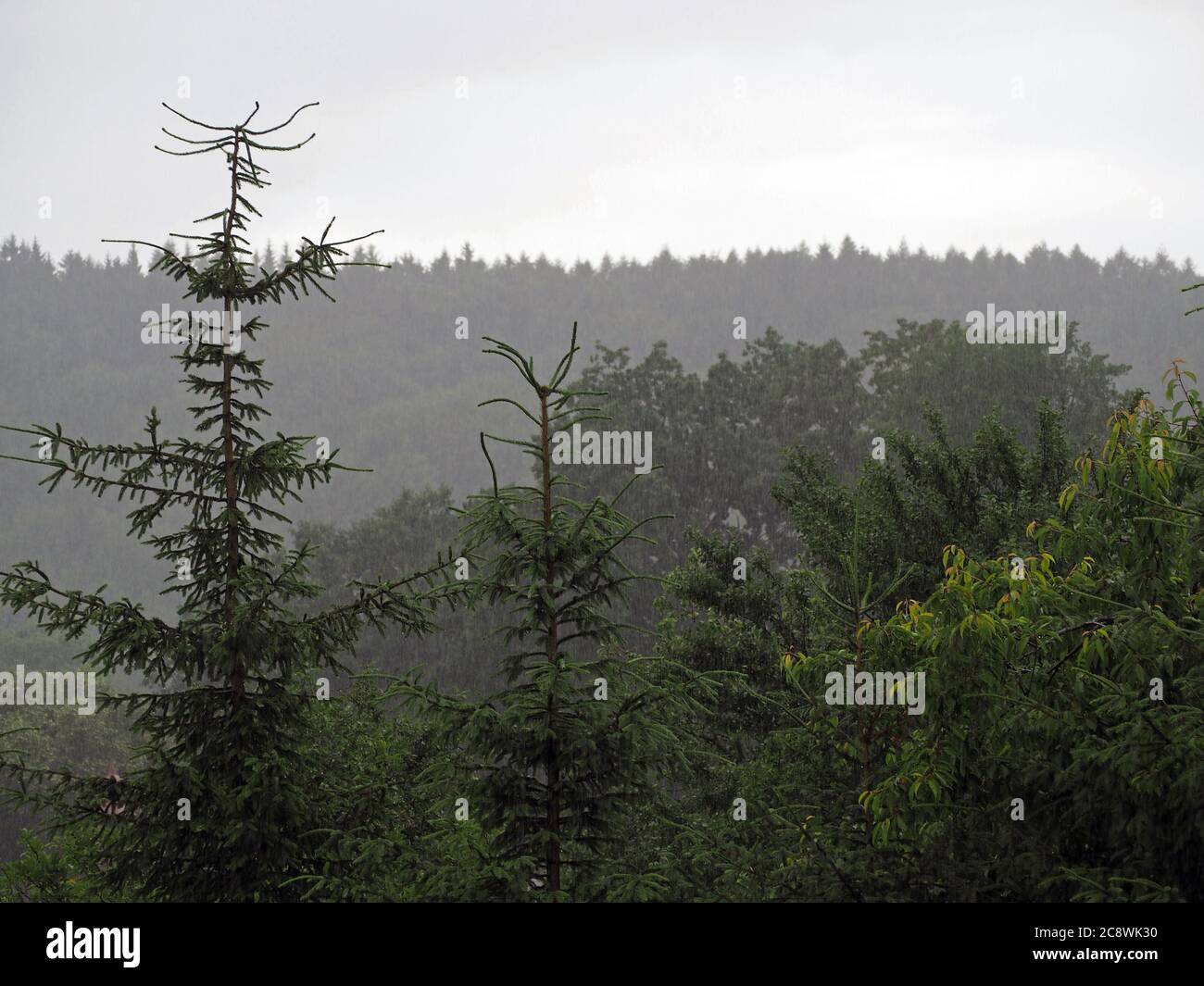 Spuce hi-res stock photography and images - Alamy