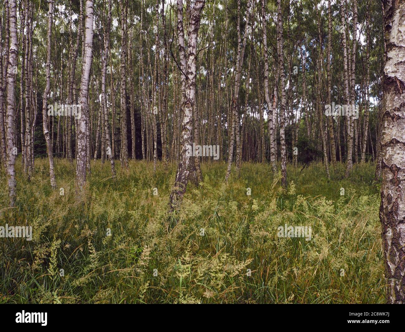 young birch tree forest with blades of grass Stock Photo - Alamy