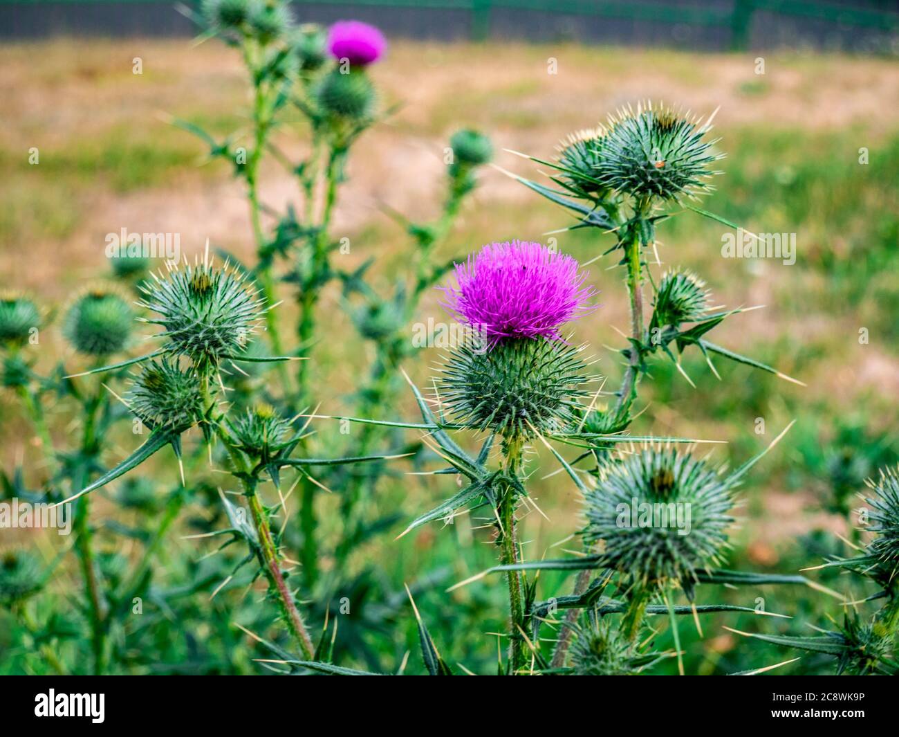 Purple spiny plumeless thistle flower(Carduus Acanthoide Stock Photo ...