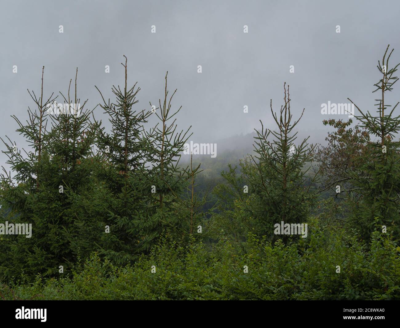 Bushes after rain hi-res stock photography and images - Alamy