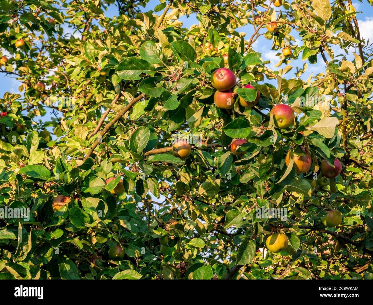 Beautiful texture apple tree hi-res stock photography and images - Alamy