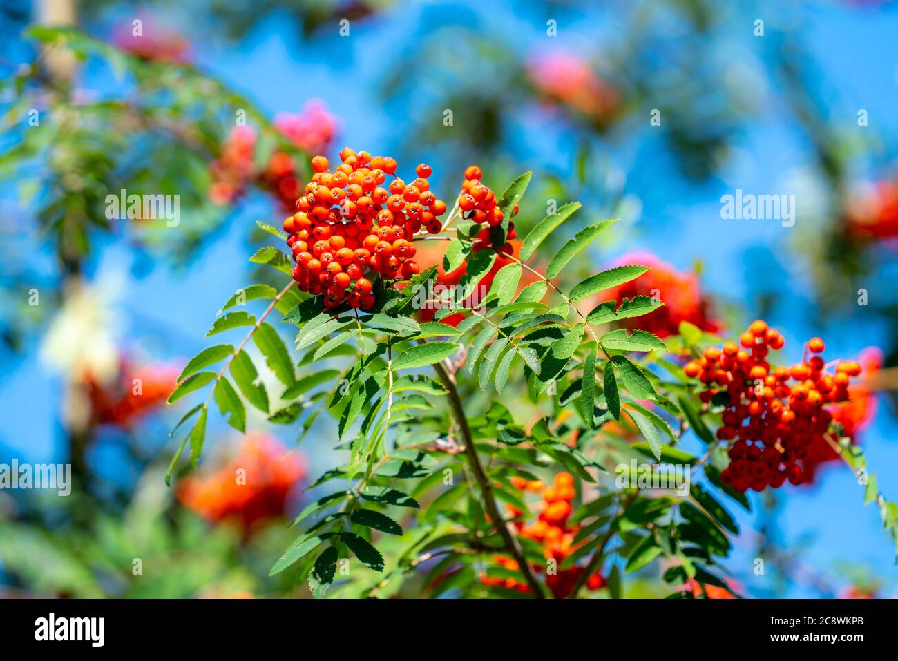 Rowanberry, mountain ash, tree with berries Stock Photo - Alamy