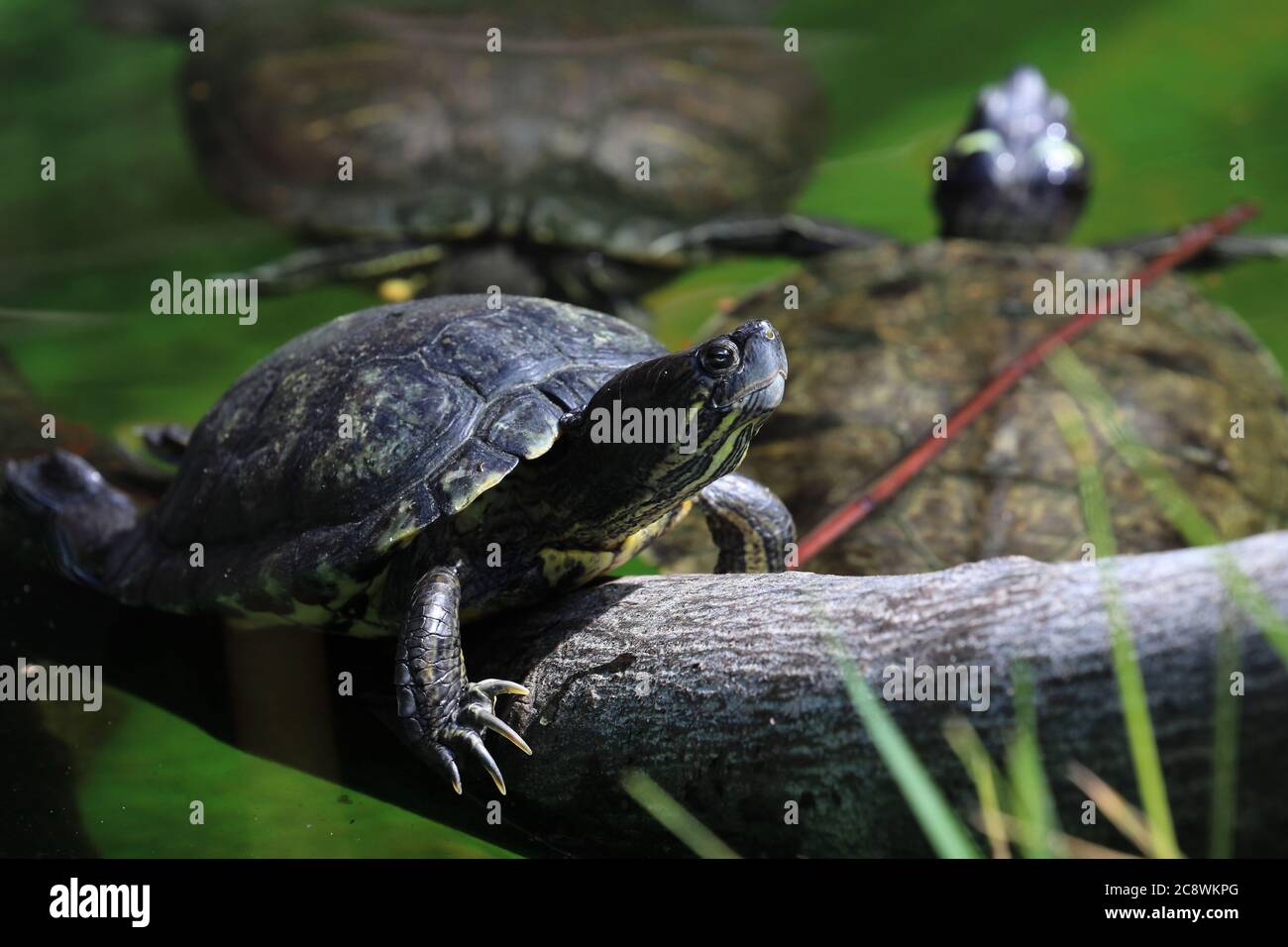 turtle basking in the sun Stock Photo - Alamy