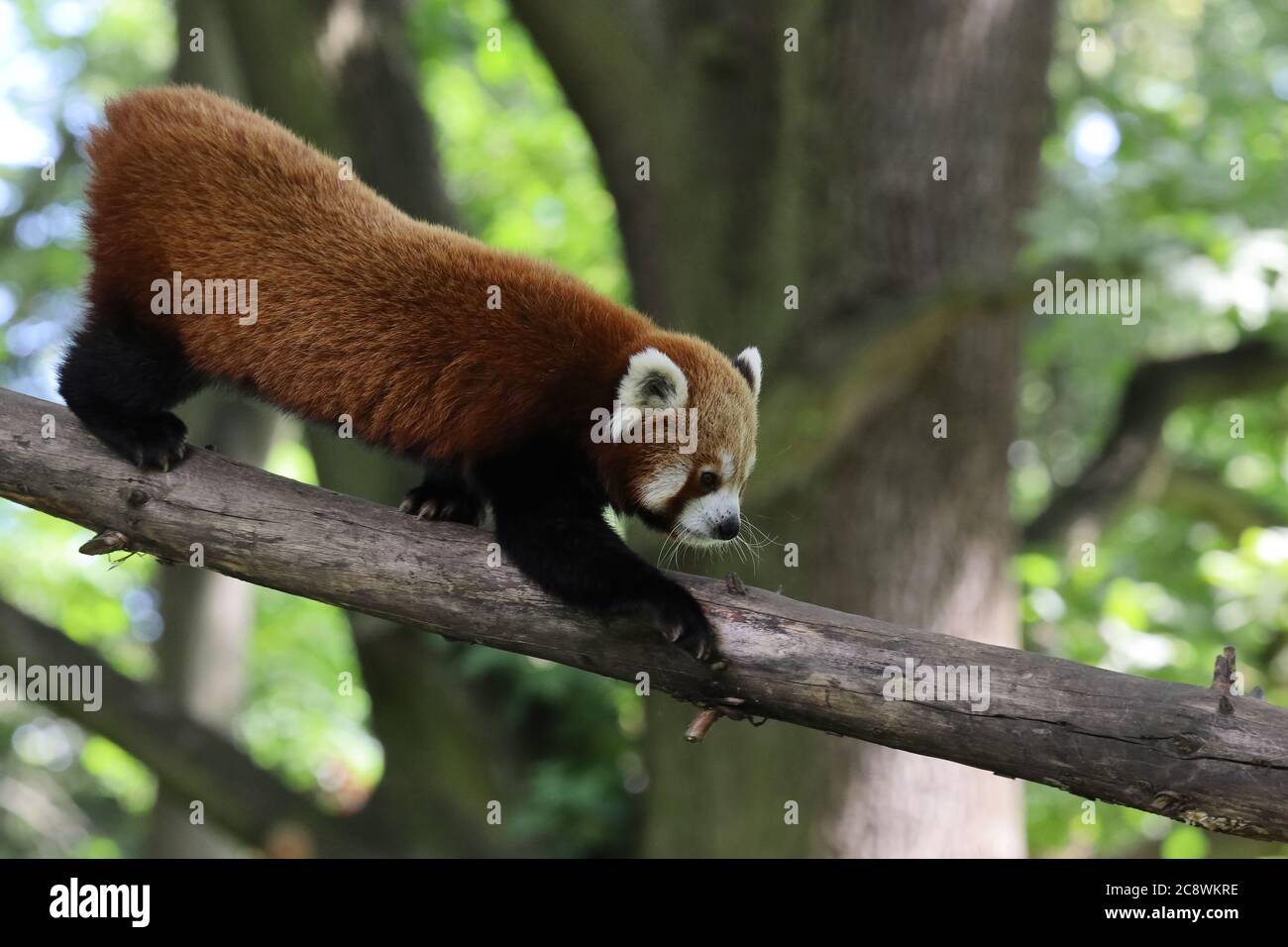unique red panda bear Stock Photo - Alamy