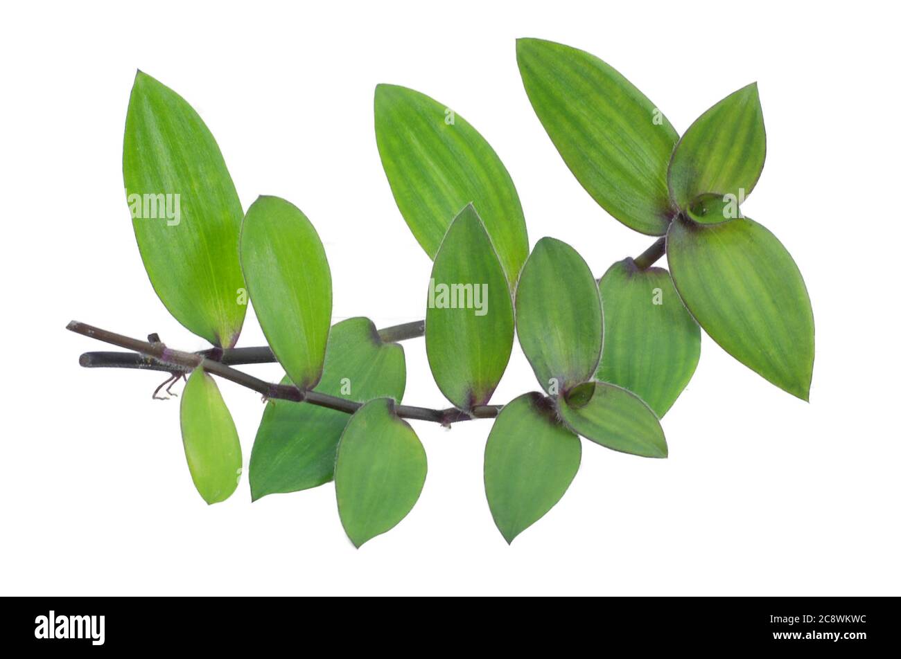 Small river on spring Cut Out Stock Images & Pictures - Alamy