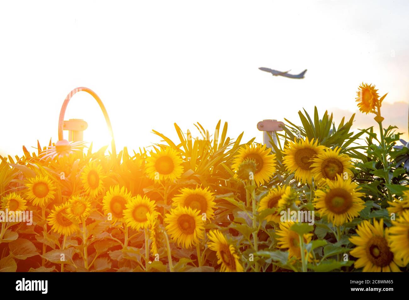Field of blooming sunflowers on a background of sunrise and take off ...
