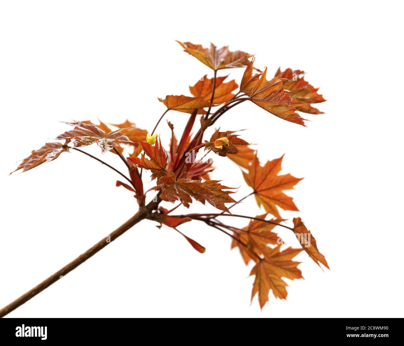 Branch of maple tree with dark red maple-leafs isolated on white ...