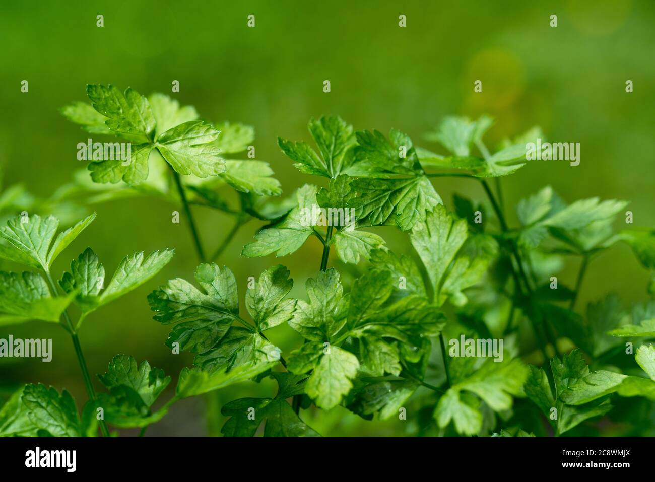 Fresh green parsley hi-res stock photography and images - Alamy