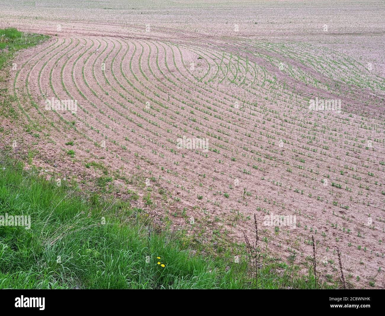 Agricultural green field sprouts hi-res stock photography and images ...