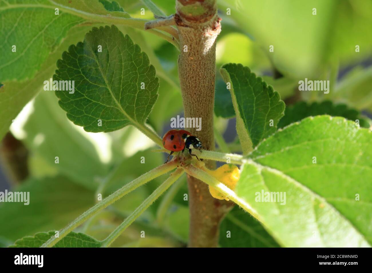 Ladybird in the garden, close up Stock Photo - Alamy