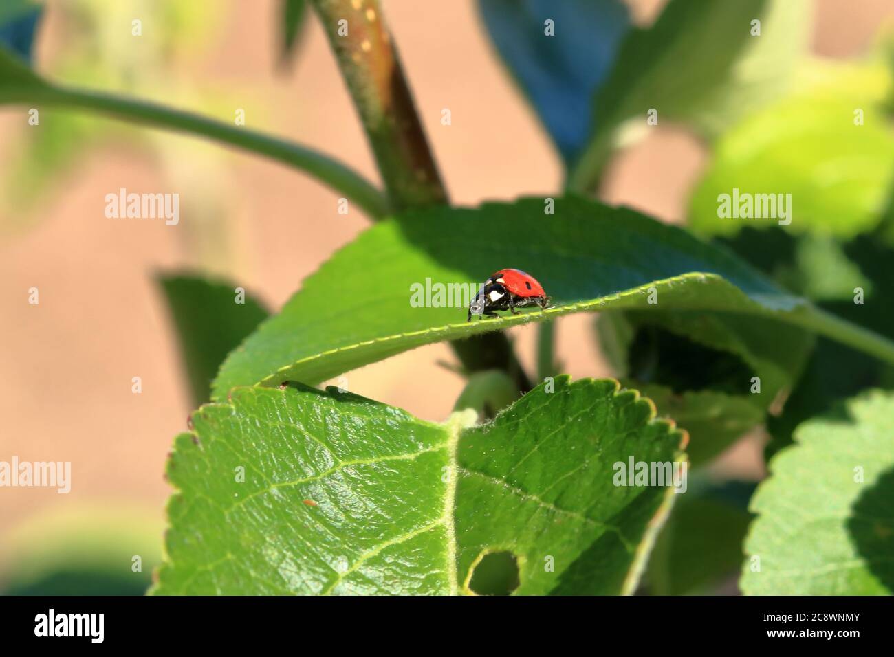 Ladybird in the garden, close up Stock Photo - Alamy
