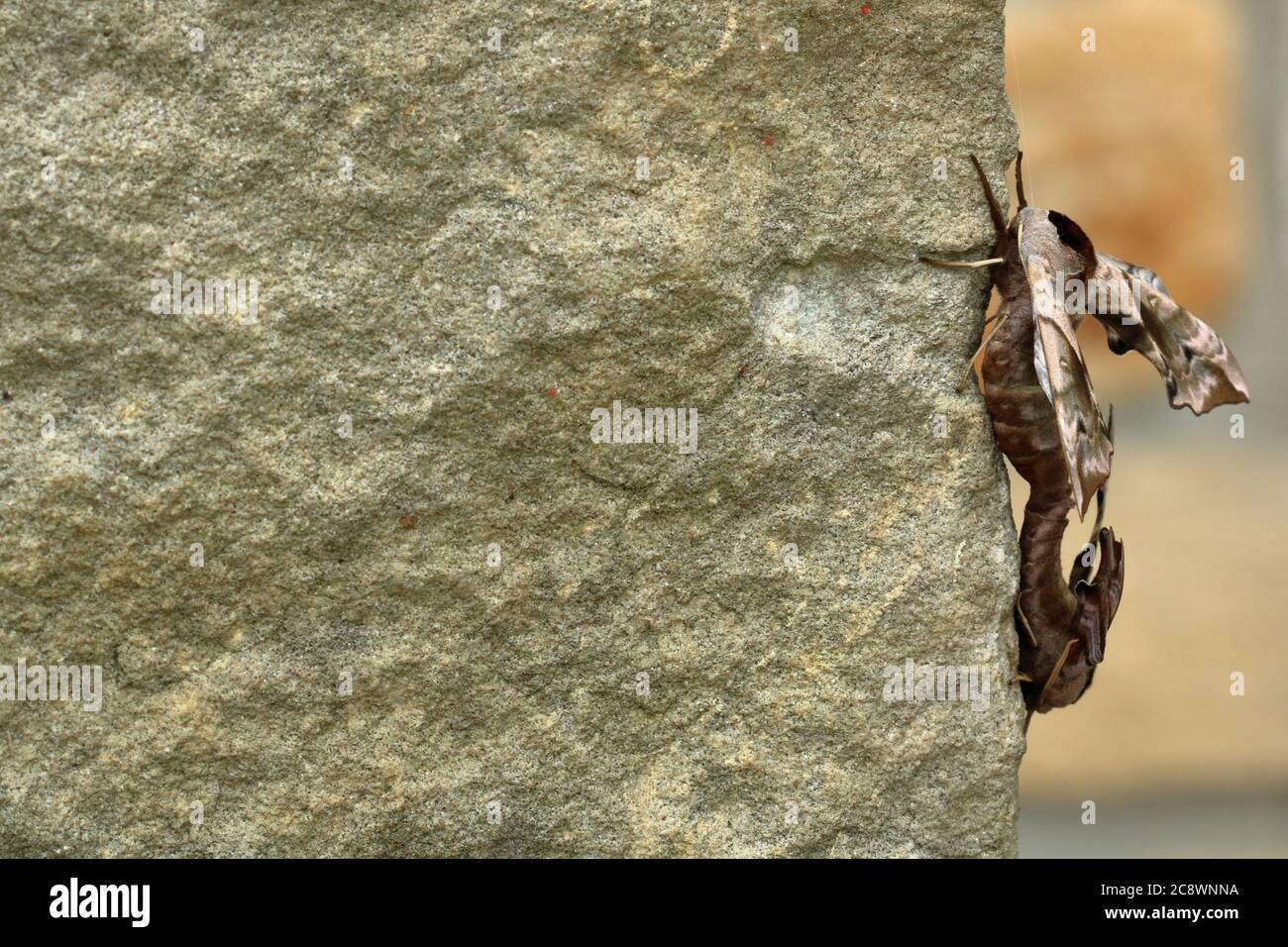 Two mating Eyed hawk-moth (Smerinthus ocellata Stock Photo - Alamy
