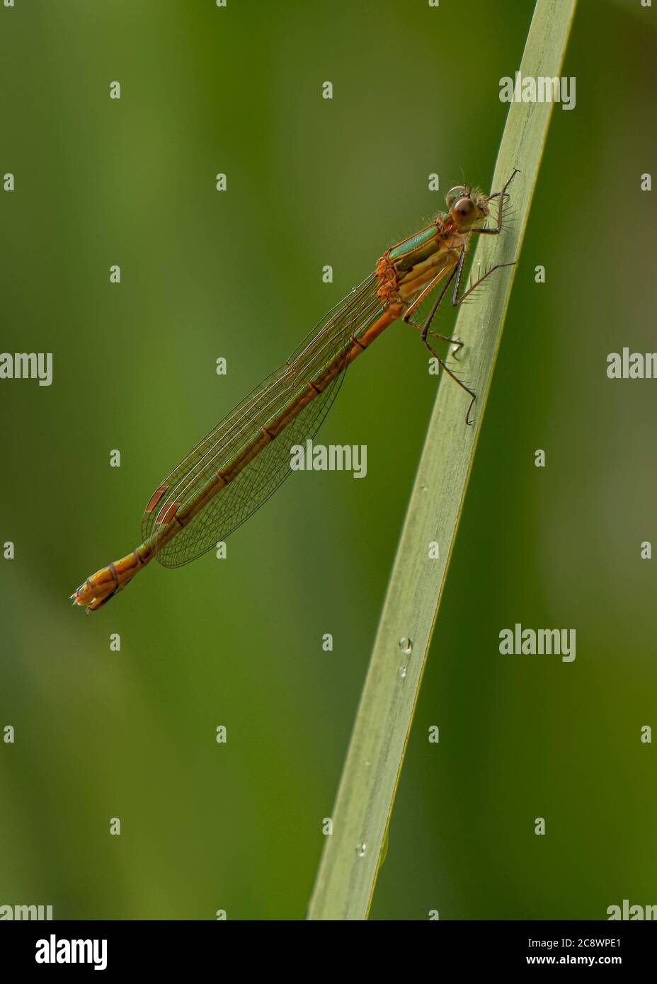 Emerald damselfly (Lestes sponsa), female resting on flag iris ...