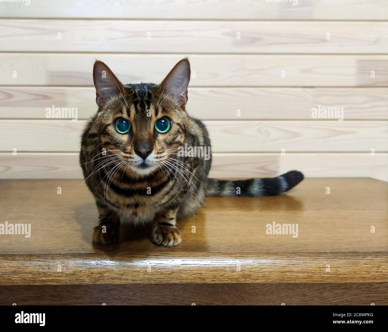 Cat on the table hi-res stock photography and images - Alamy