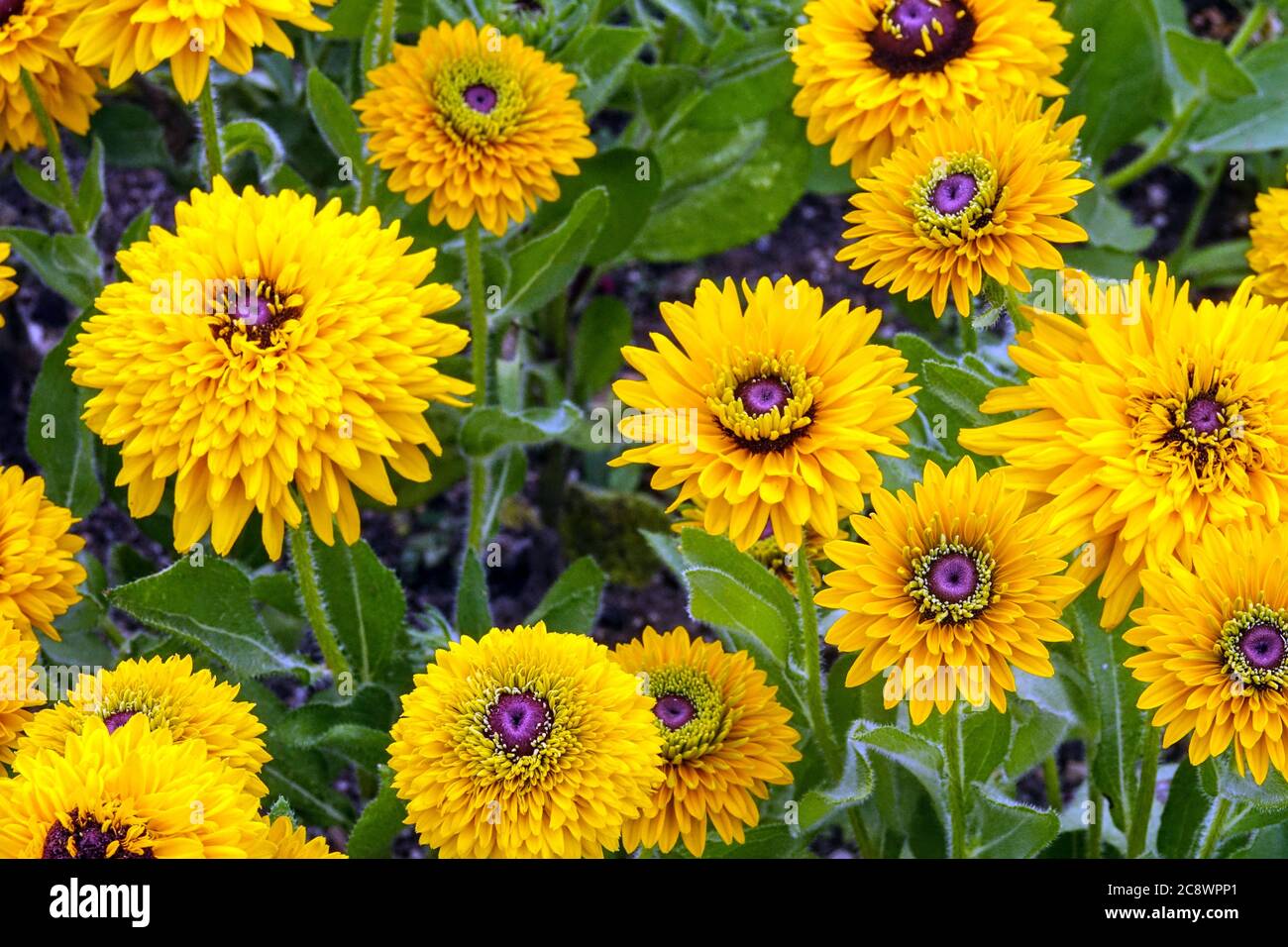 Rudbeckia Maya Rudbeckia hirta Maya Yellow Rudbeckias,July Garden ...