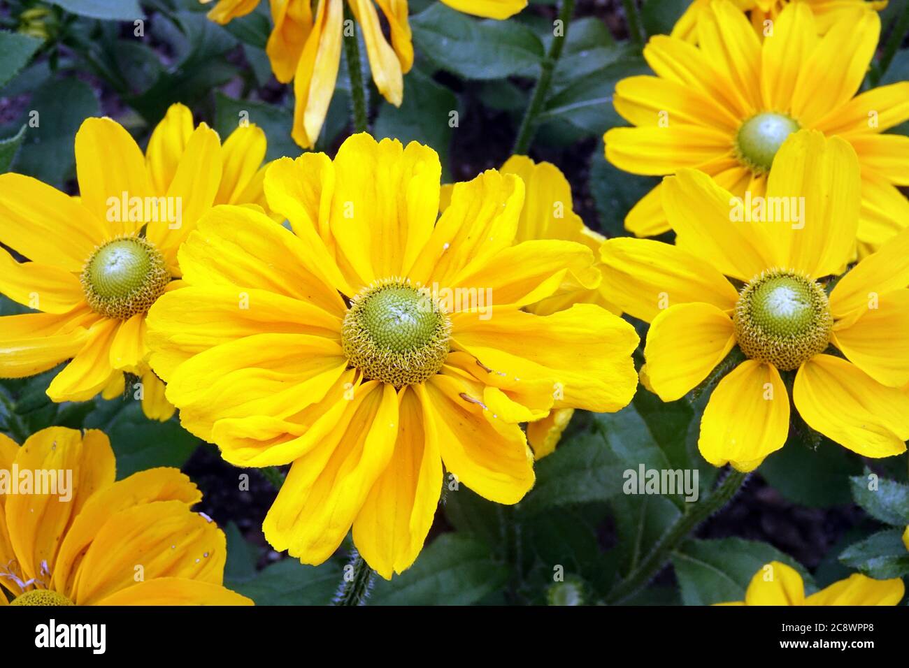 Rudbeckia Amarillo Gold Stock Photo - Alamy