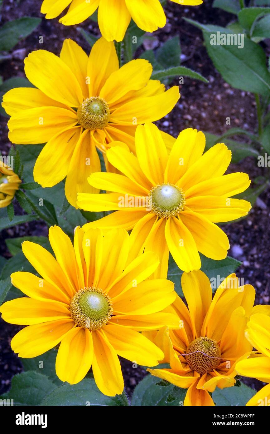 Rudbeckia Amarillo Gold Stock Photo - Alamy