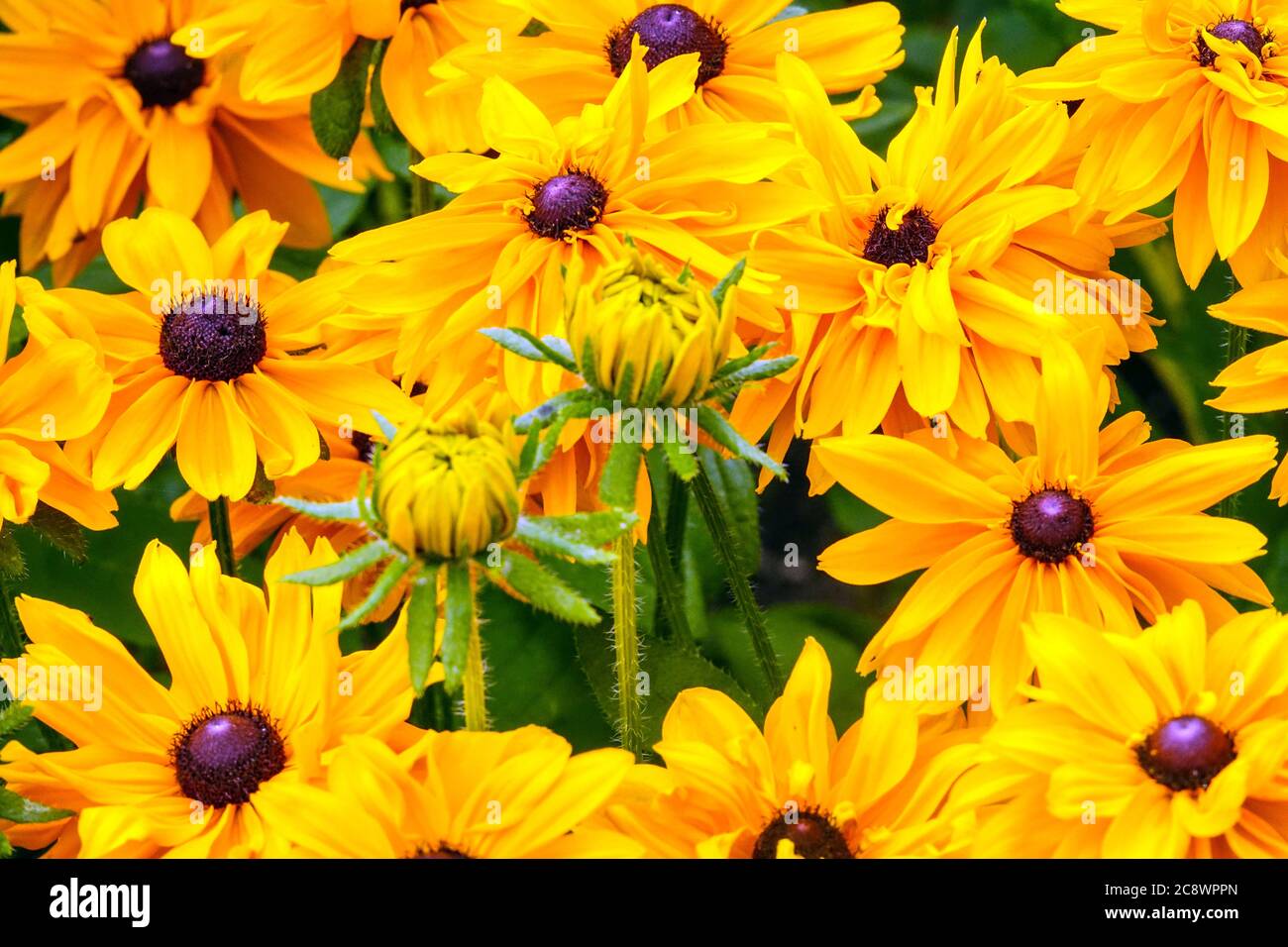 Goldilocks hi-res stock photography and images - Alamy