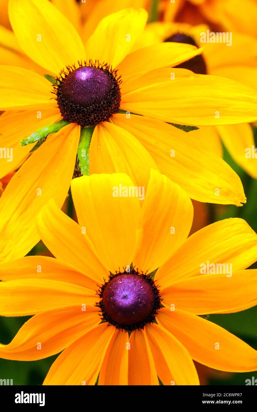 Goldilocks hi-res stock photography and images - Alamy