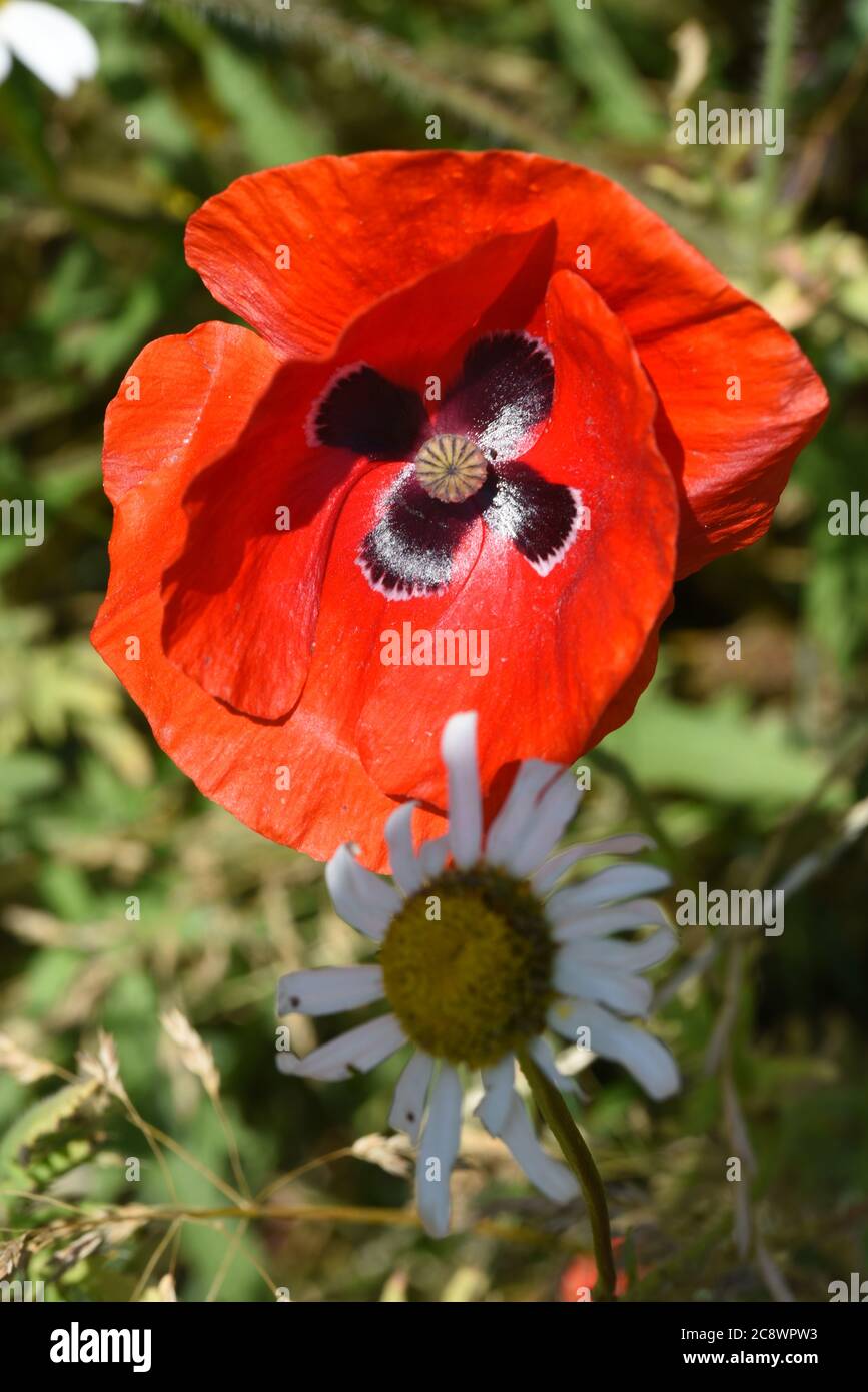 Pale red poppy hi-res stock photography and images - Alamy