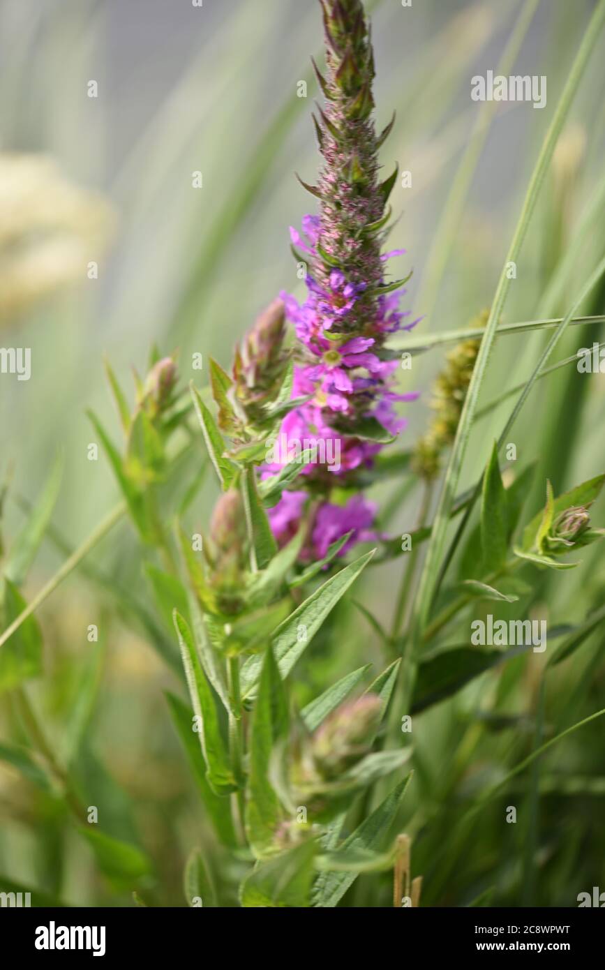 Tuberose flower hi-res stock photography and images - Alamy