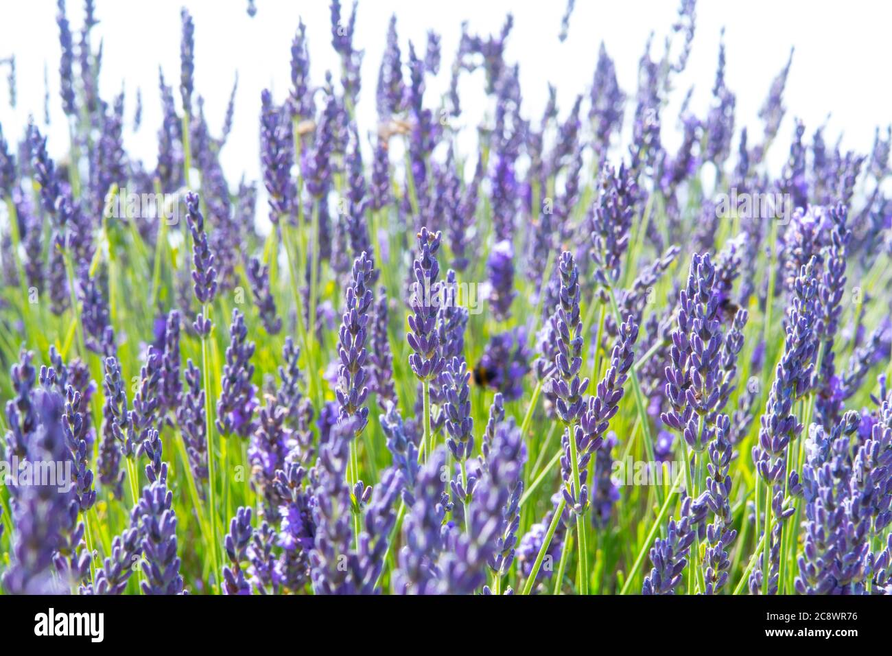 Lavender in full bloom May fields Banstead, Surrey Stock Photo - Alamy
