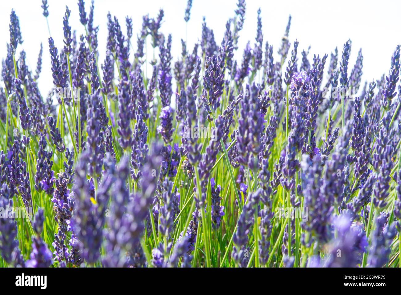 Lavender in full bloom May fields Banstead, Surrey Stock Photo - Alamy