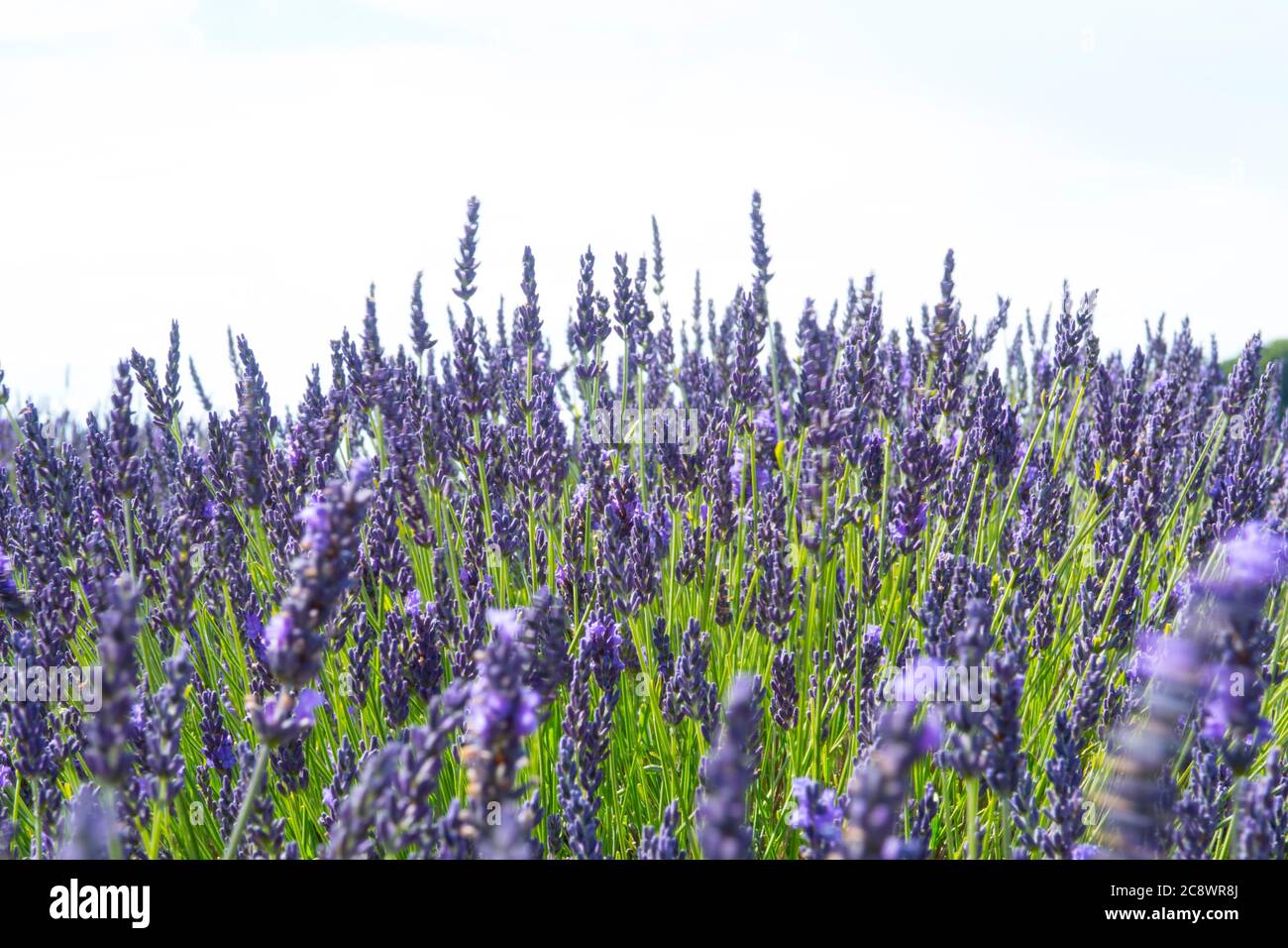 Lavender in full bloom May fields Banstead, Surrey Stock Photo - Alamy