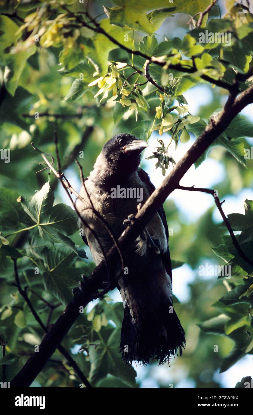 Vertical shot of a crow perched on a tree against a blurry background ...