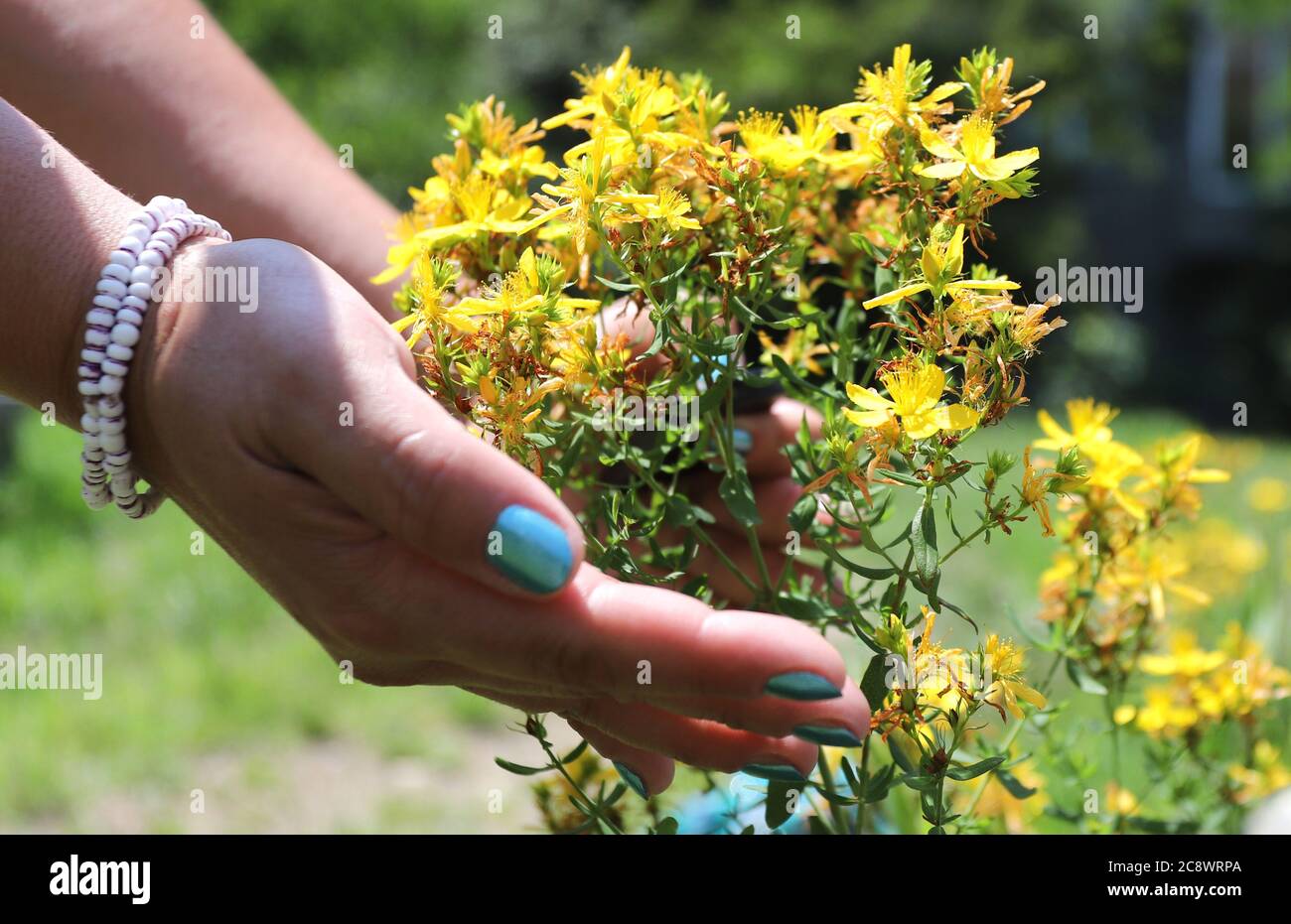 Hands are holding Hypericum perforatum in nature, common known as Saint ...