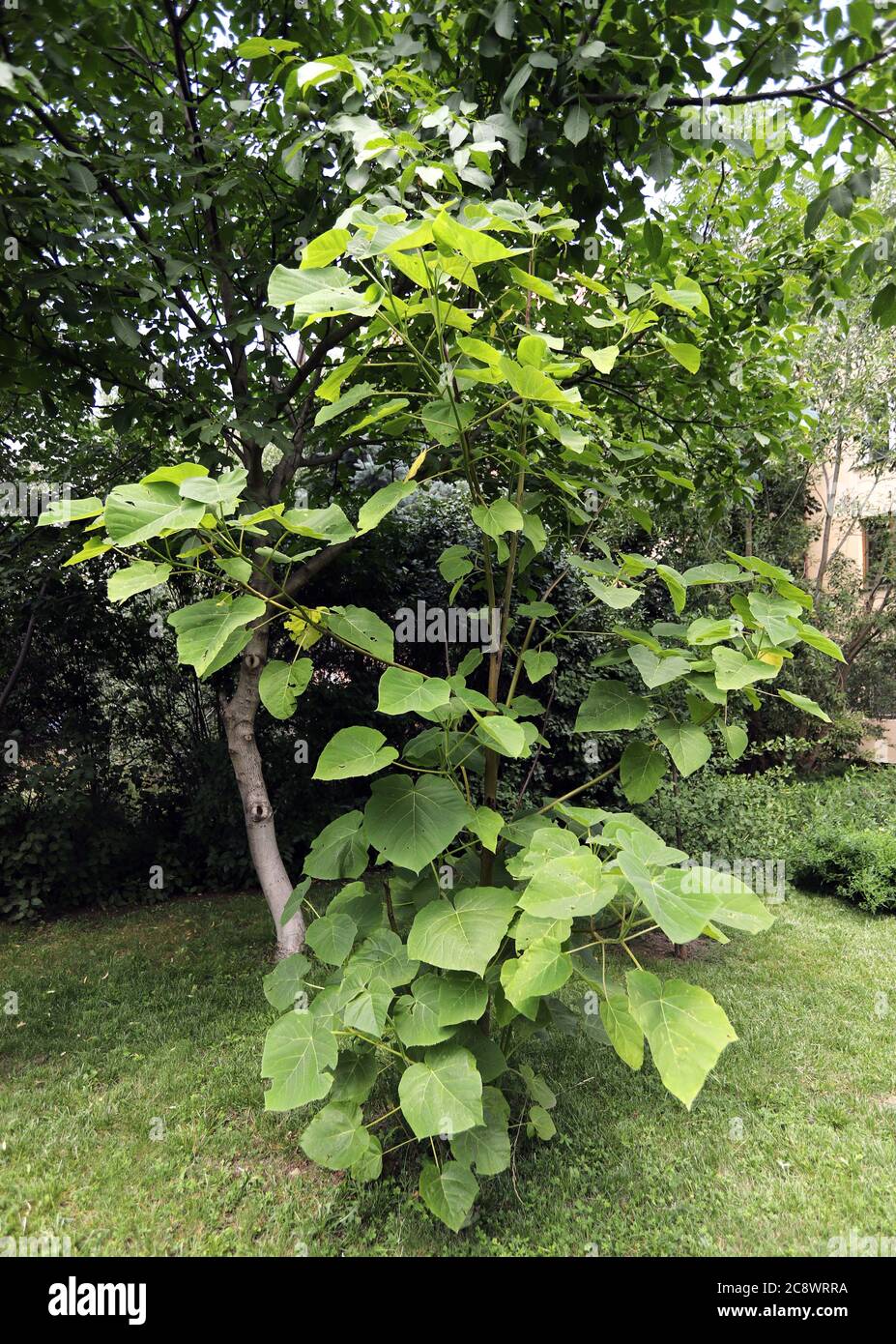 Menispermaceae hi-res stock photography and images - Alamy