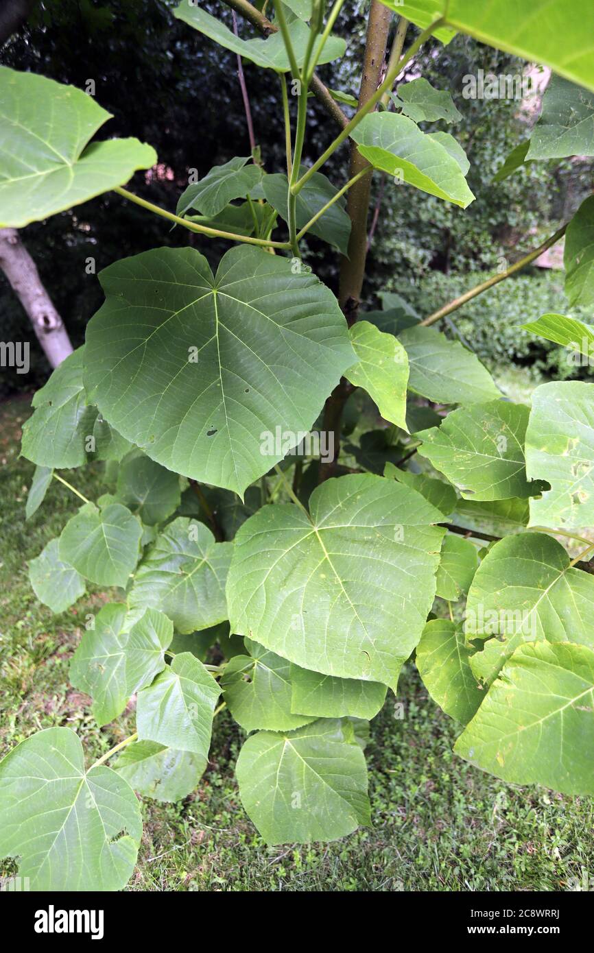 Menispermaceae hi-res stock photography and images - Alamy