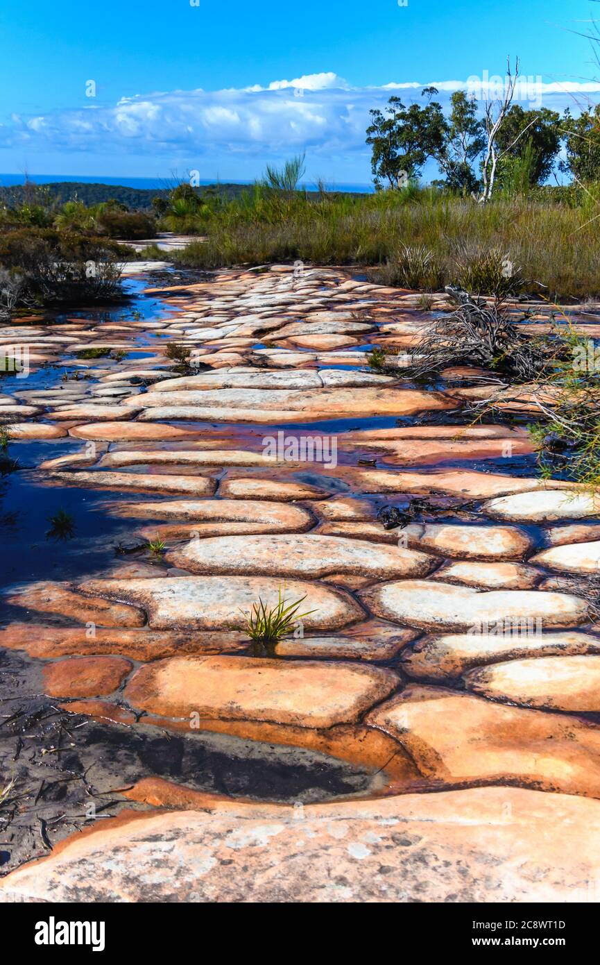 Tessellated Rock Pavement in the Bouddi National Park between Patonga ...