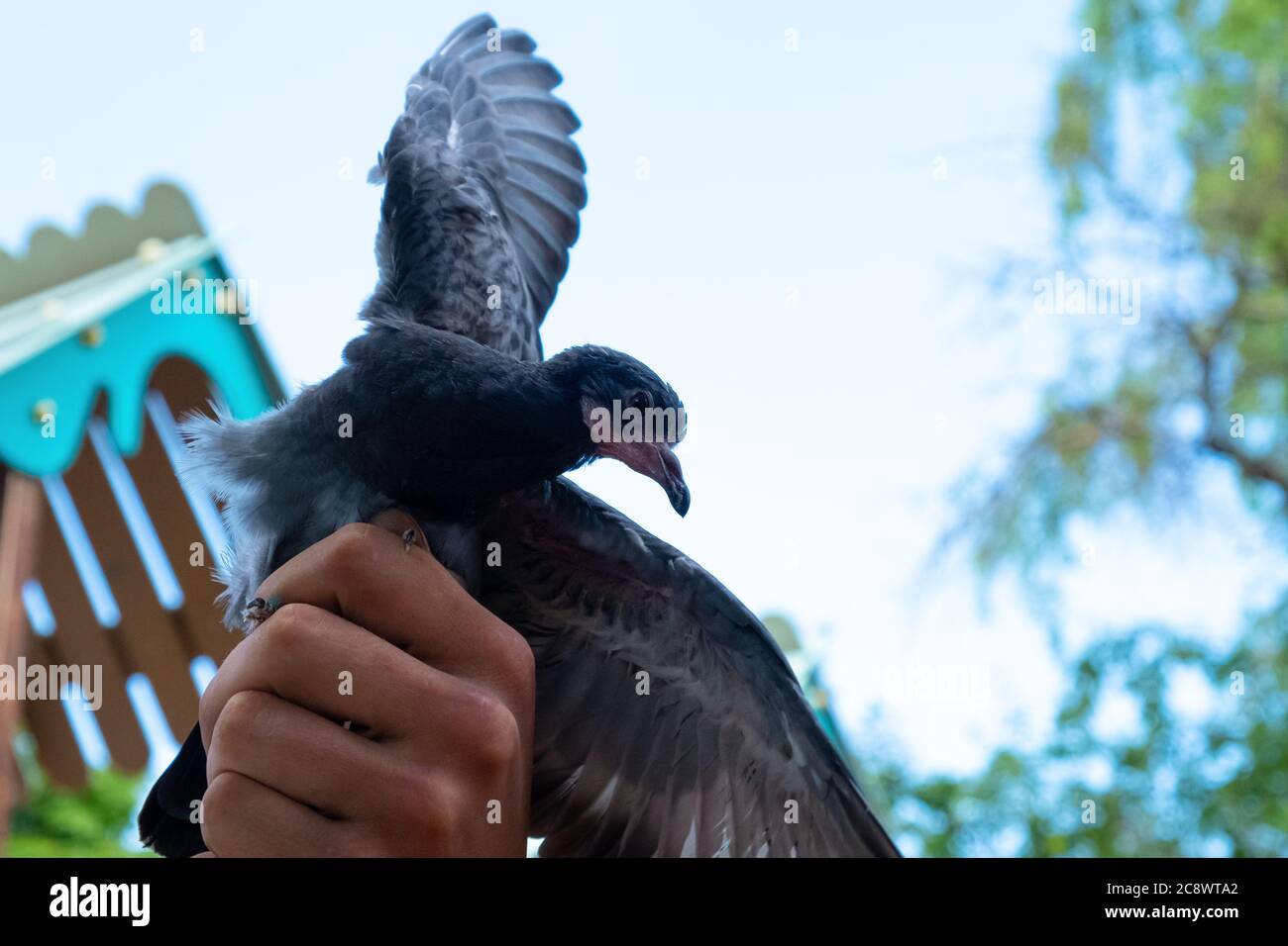 City bird hi-res stock photography and images - Alamy