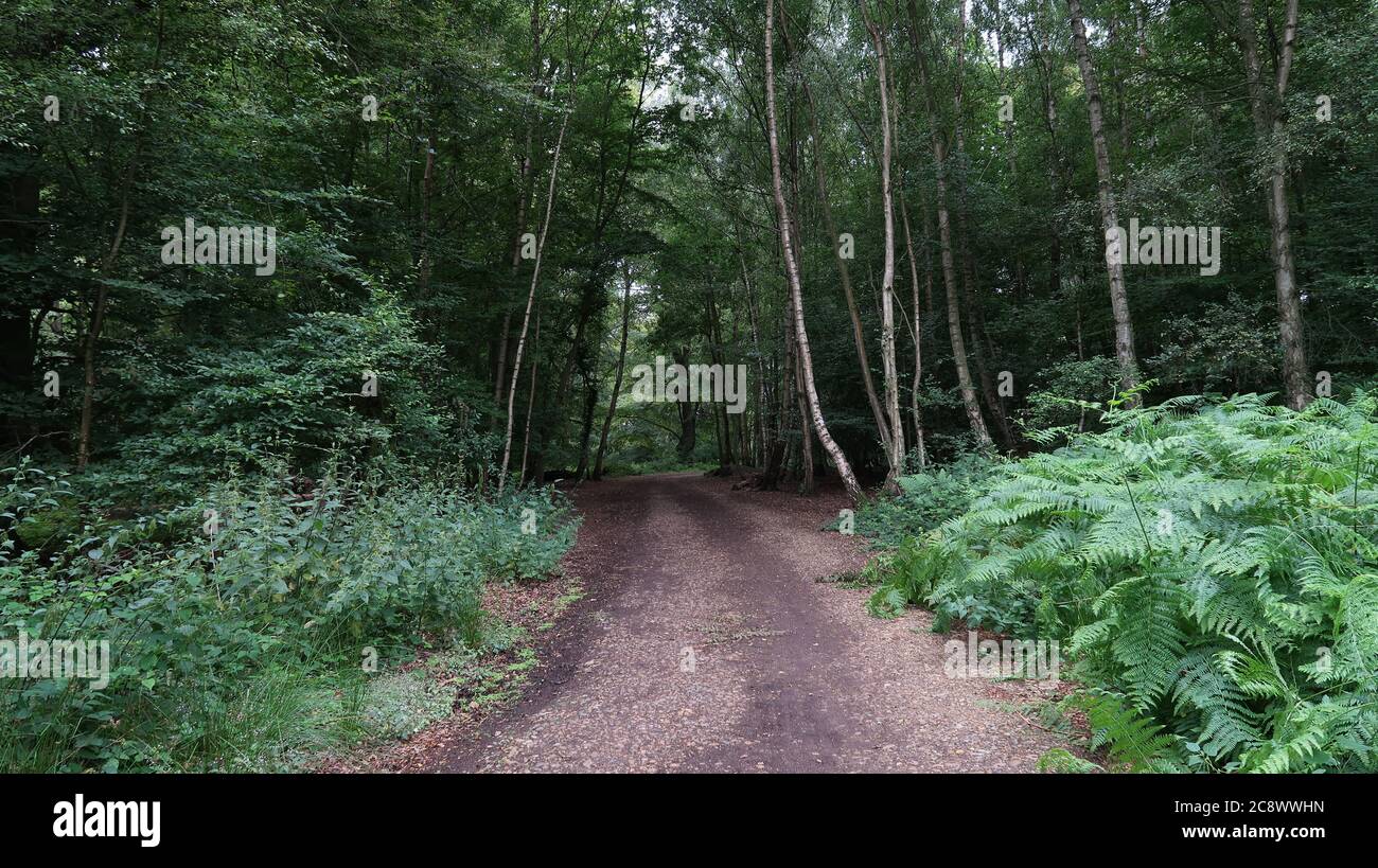 Hidden road in the green forest Stock Photo - Alamy