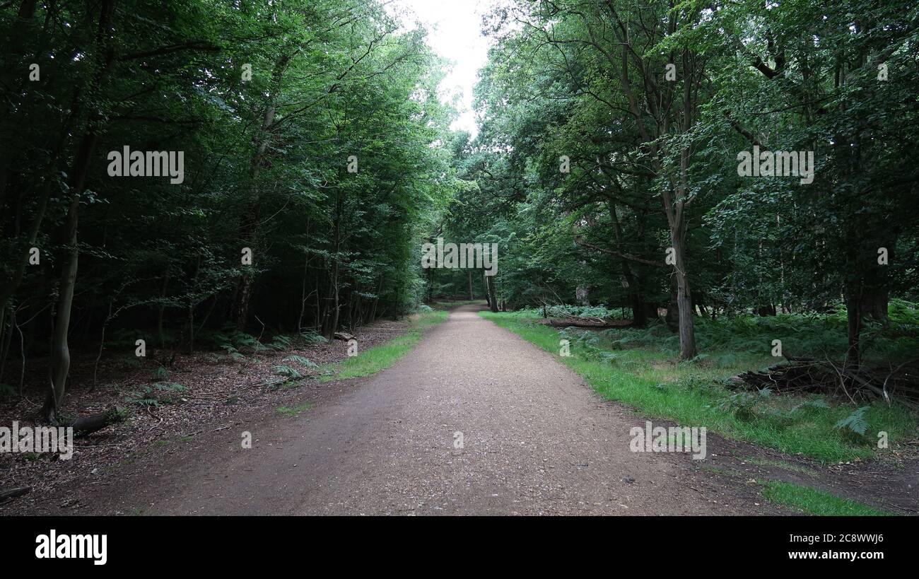 Hidden road in the green forest Stock Photo - Alamy