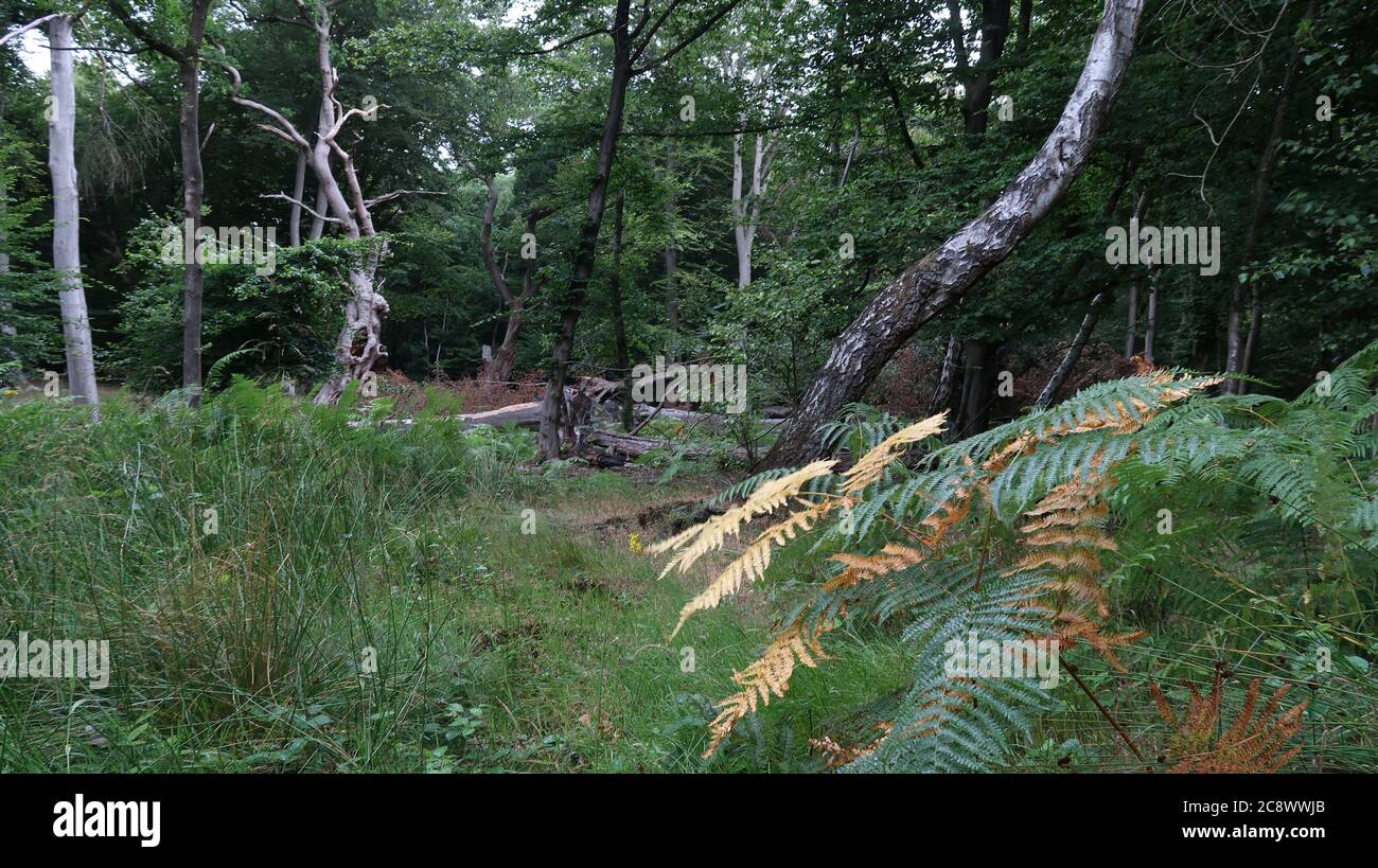Dying fern in the birch forest Stock Photo - Alamy