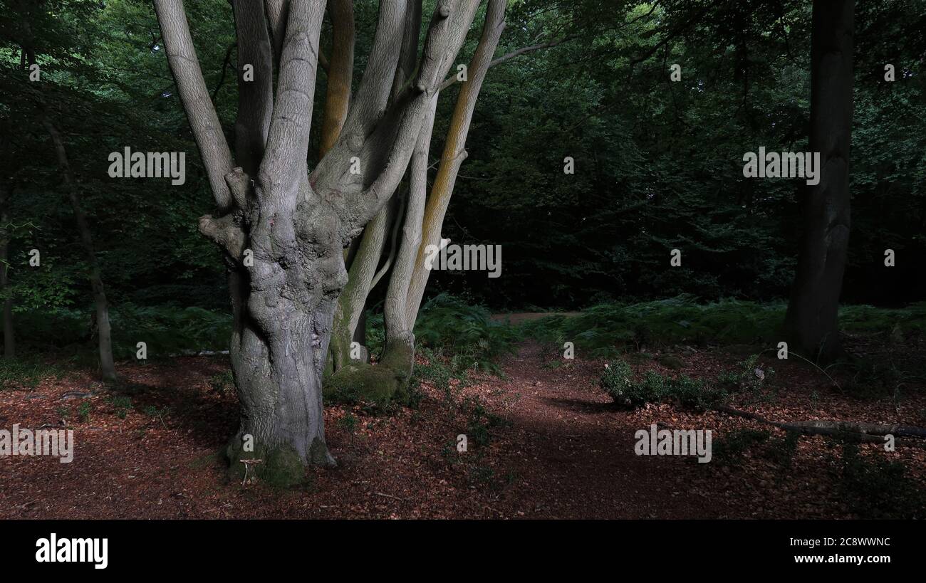 Dark forest with sunlight shining on tree trunks Stock Photo - Alamy