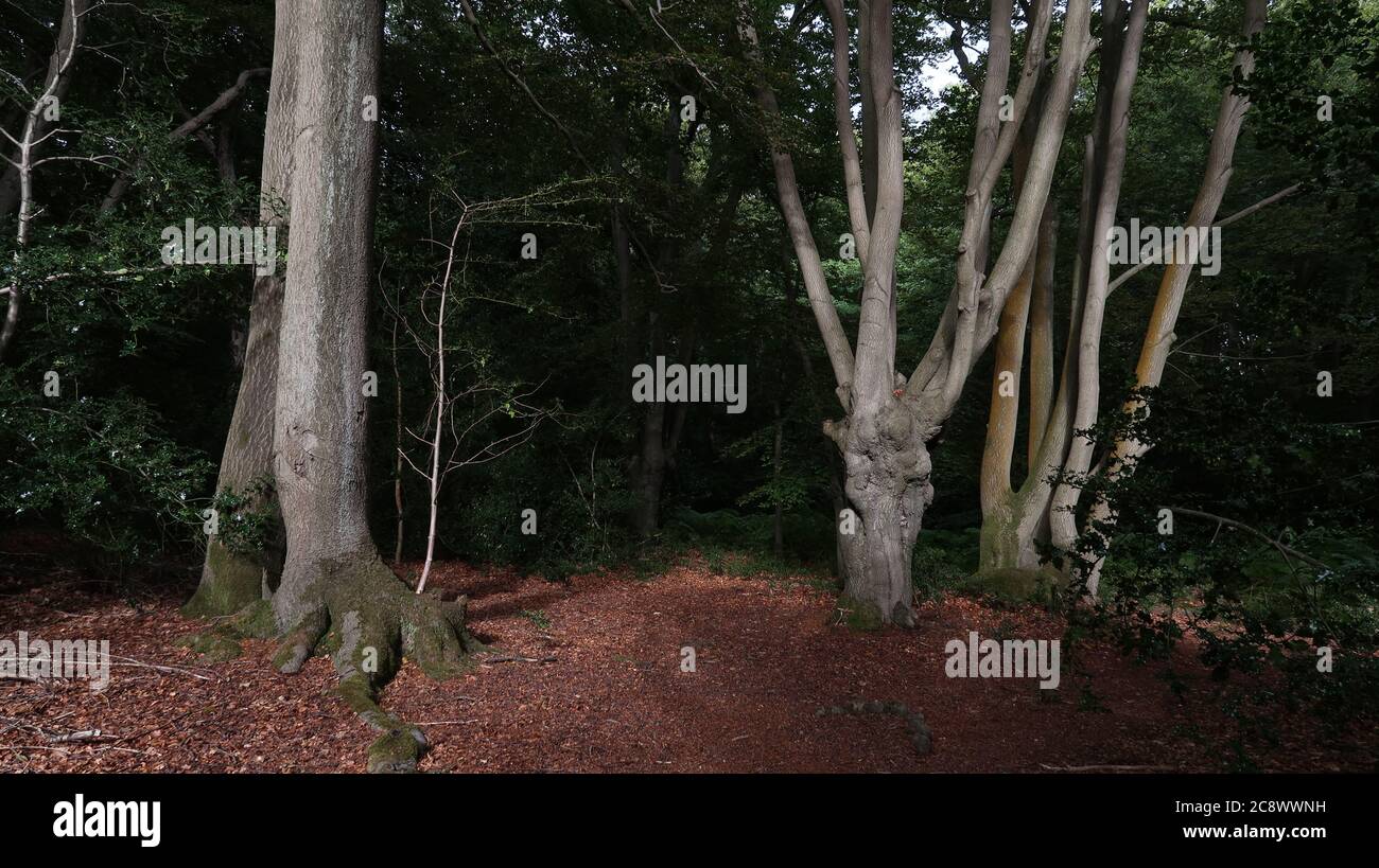 Dark forest with sunlight shining on tree trunks Stock Photo - Alamy