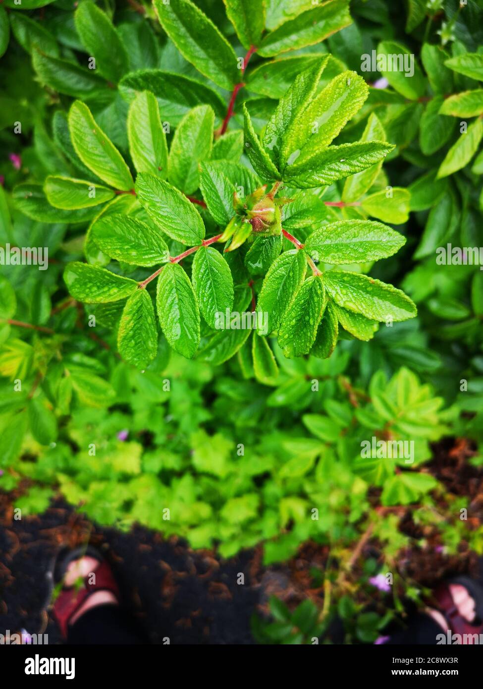 Irish rose hi-res stock photography and images - Alamy