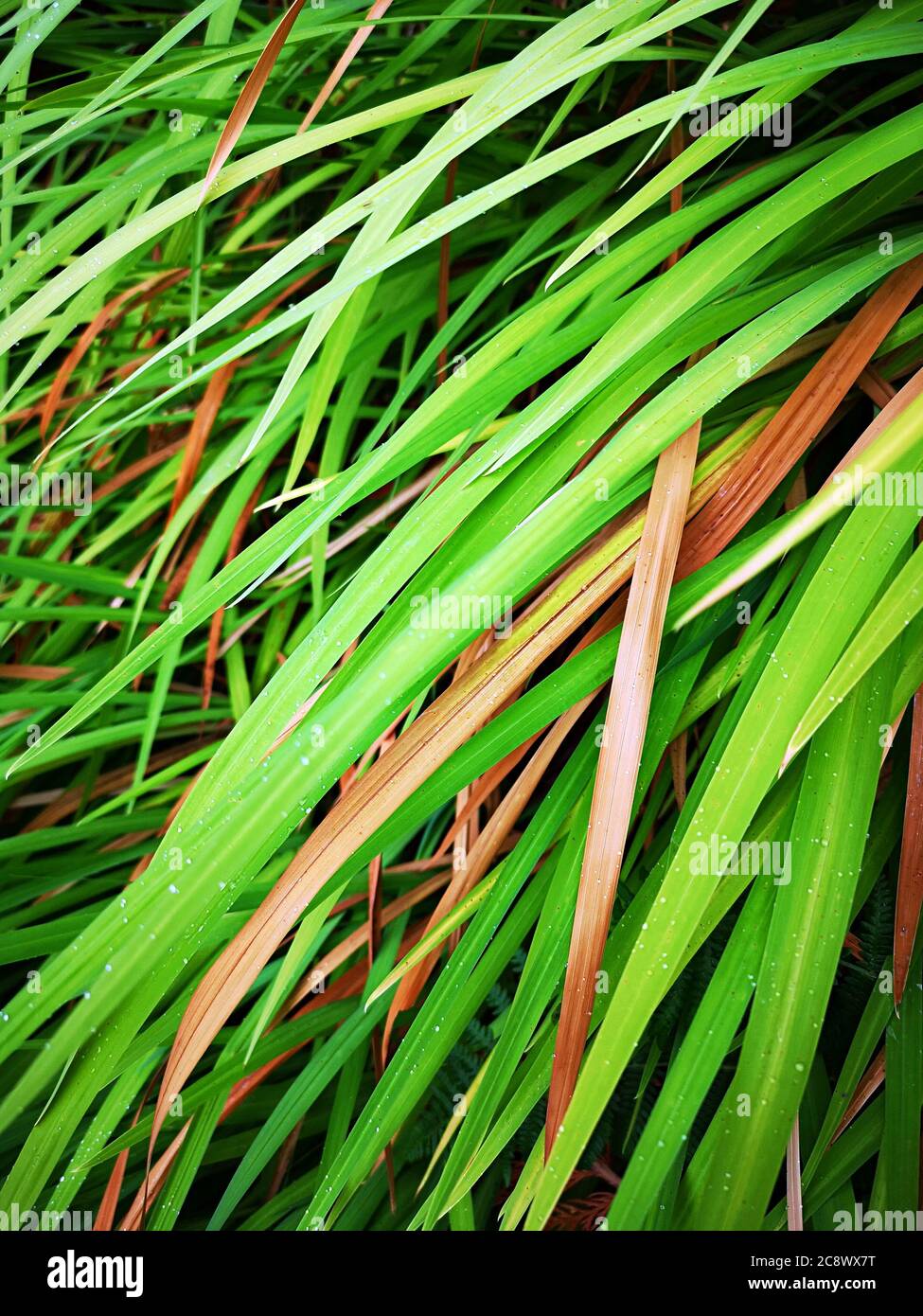 Plant with long green leaves growing abundantly by the road creating a ...