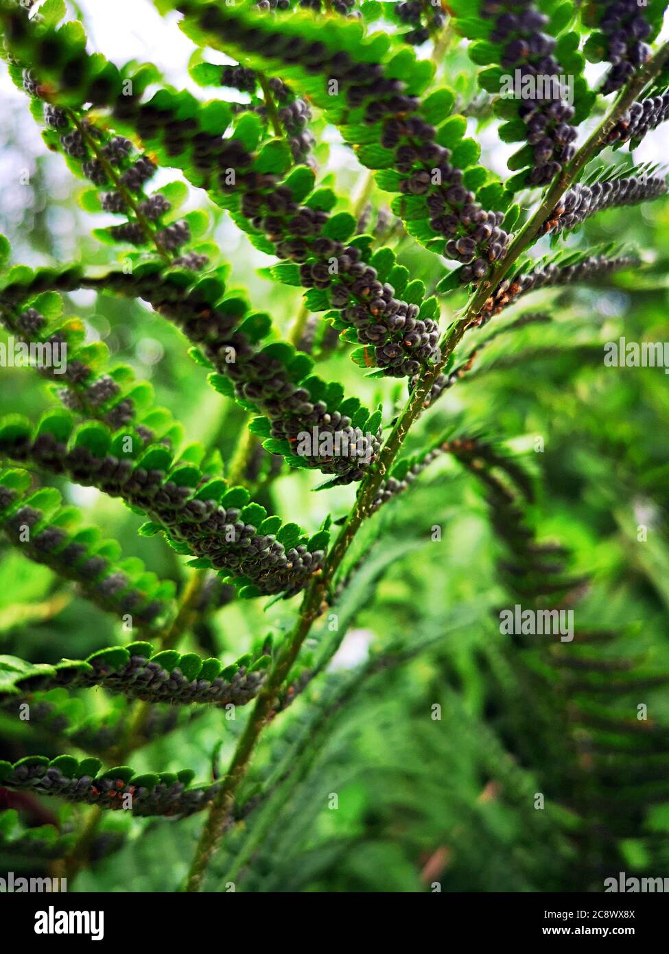 beautiful abstract fern images, nature close ups in detail Stock Photo ...