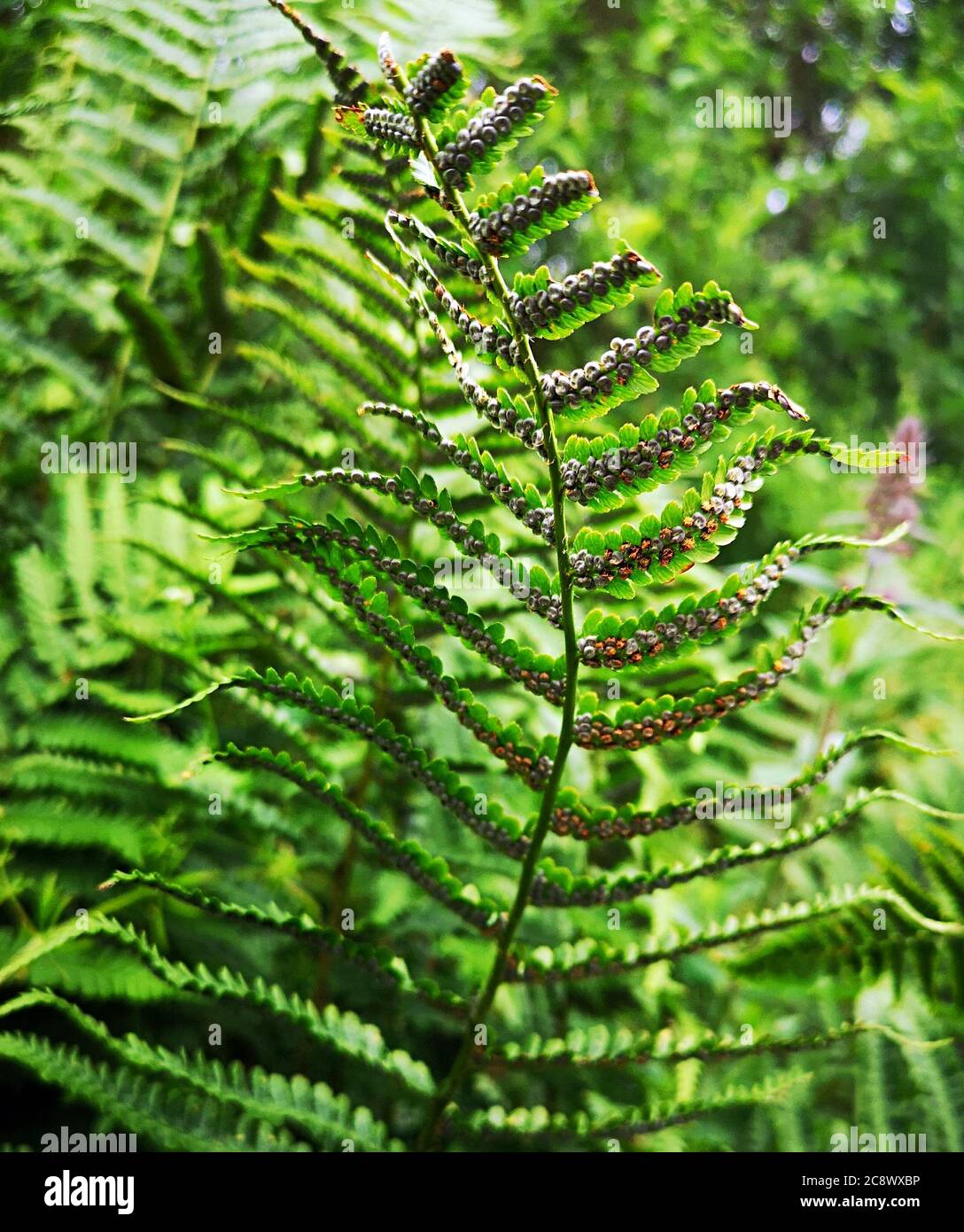 beautiful abstract fern images, nature close ups in detail Stock Photo ...