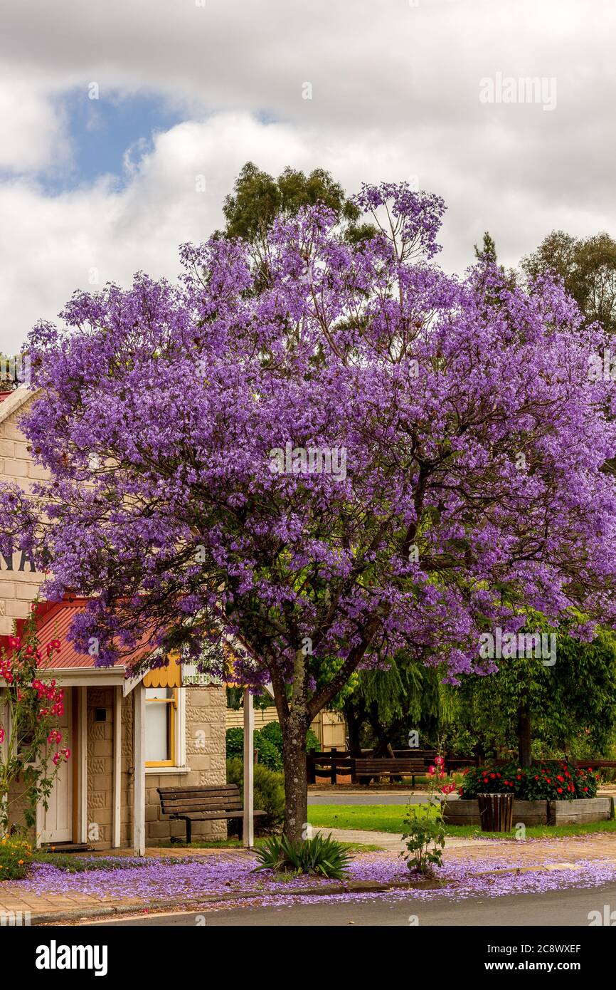 Beautiful flowering Jacaranda Tree in front of old building in Nannup ...