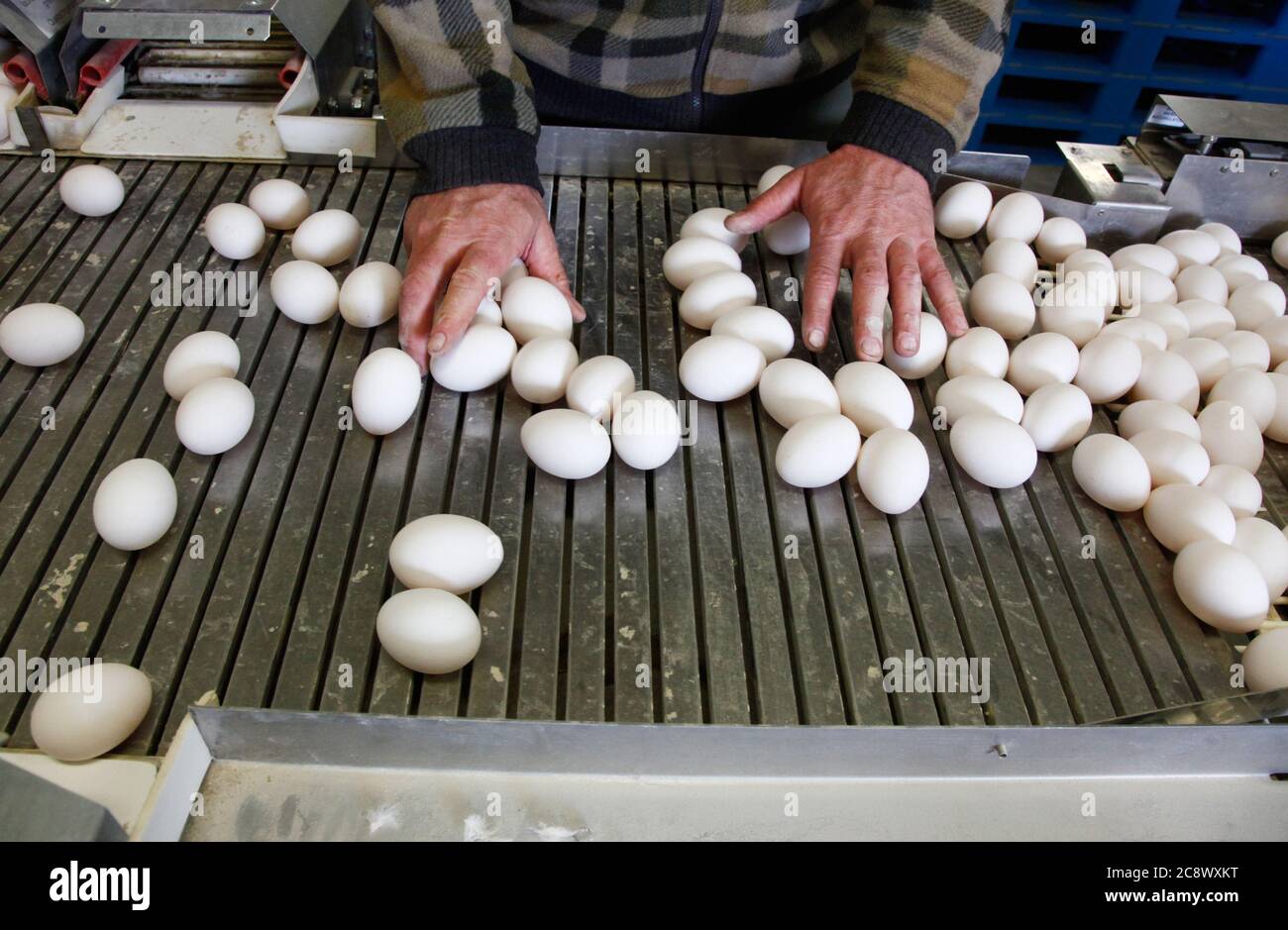 Organic egg production with free-range hens. Photo Jeppe Gustafsson ...