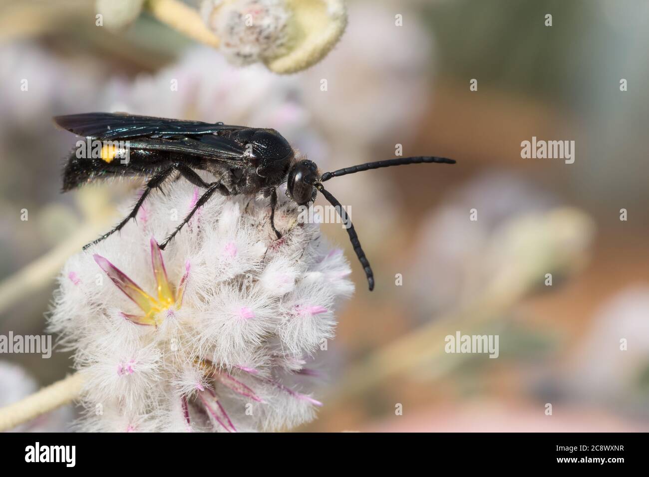Ptilotus flower hi-res stock photography and images - Alamy