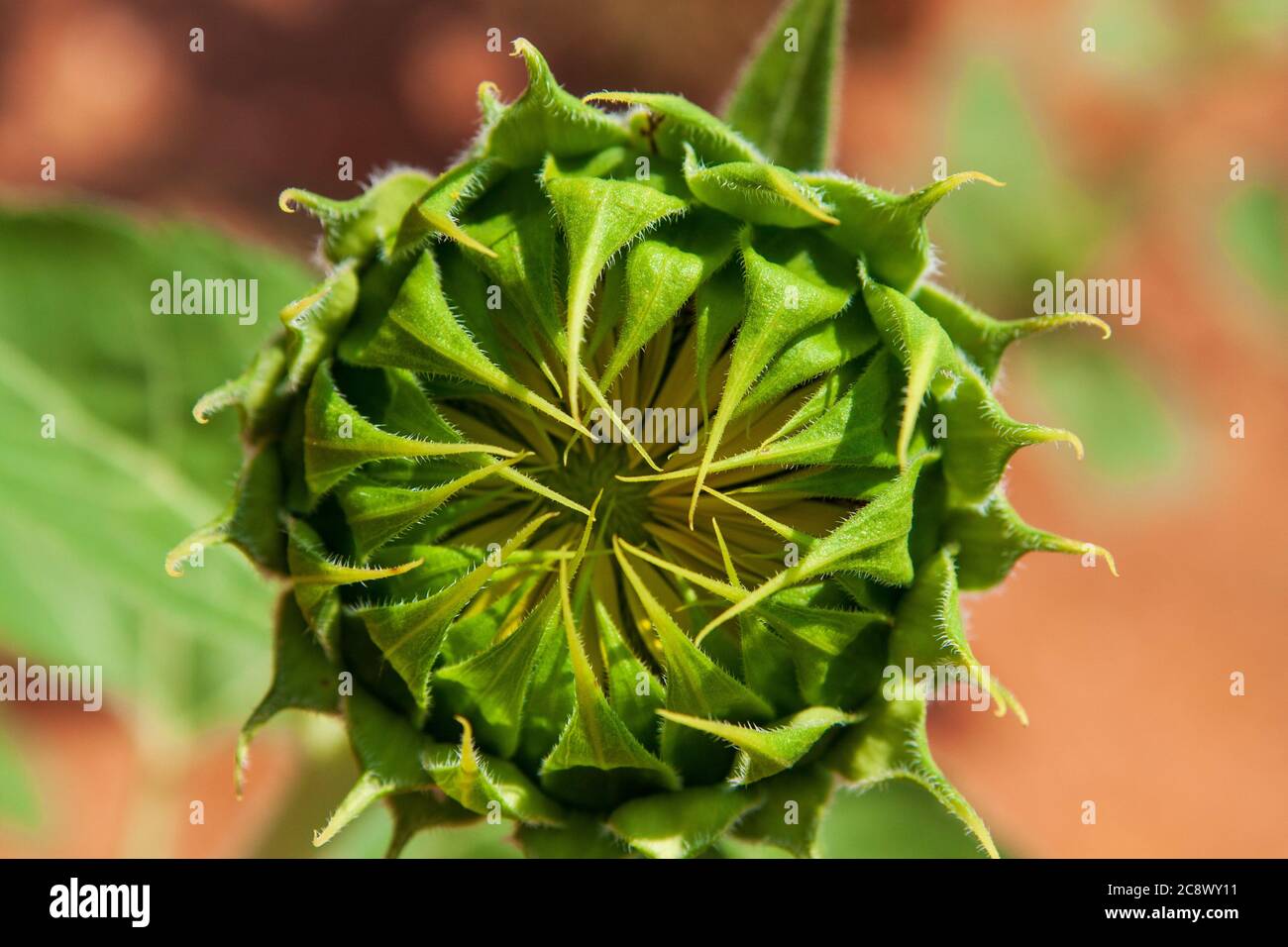 Single sunflower bud ready to open with yellow petals just visible ...